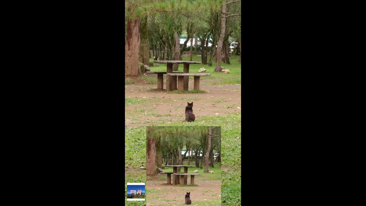 #Cats Of Burnham Park - YouTube