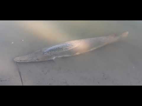 pesca de catan enorme en el rio bravo - YouTube