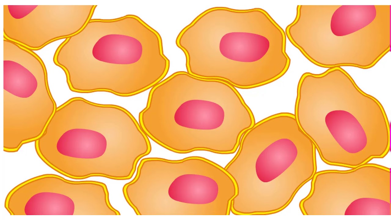 DNA Replication Factory and Protein - YouTube