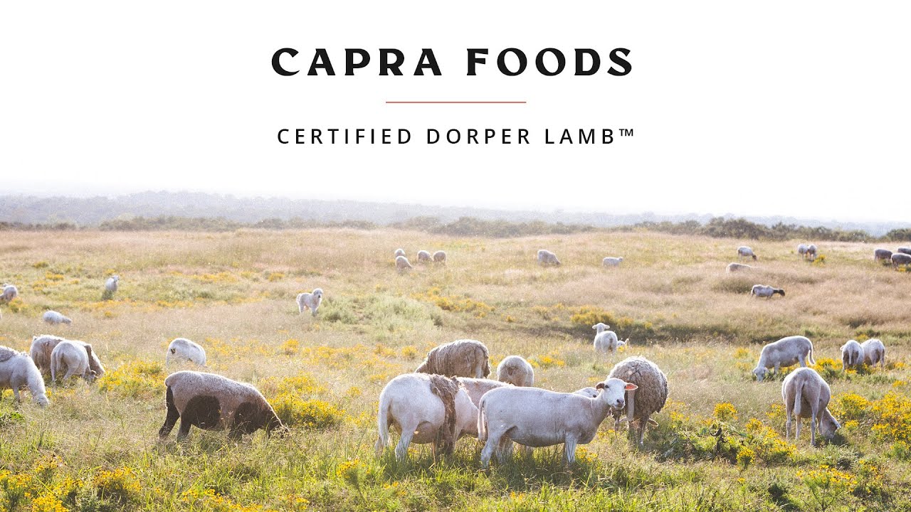 Texas Best | Capra Foods Certified Dorper Lamb - YouTube