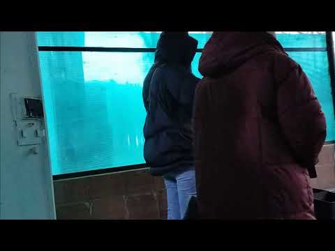 Zapallar. Toshkent. Yunusobod tumani 