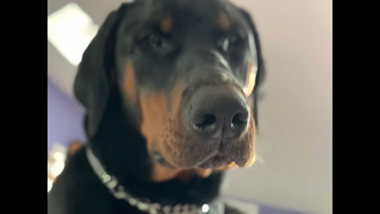 Introducing The Dobermans Frank and Buddy - YouTube