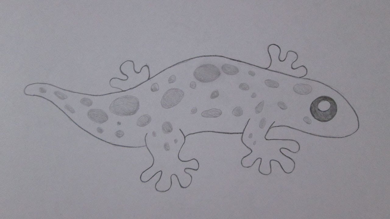How to draw a salamander - YouTube