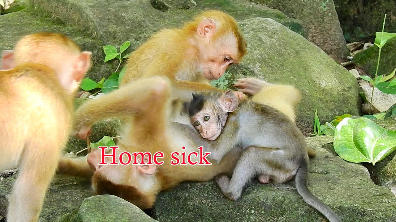 abandoned baby monkey Rony looks sad cos he miss his owner and home ...