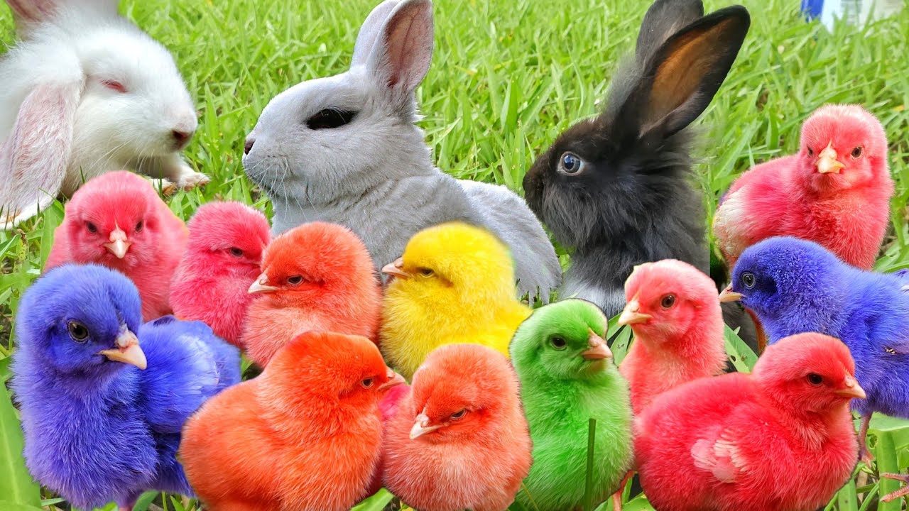 Menangkap Ayam lucu,Ayam warna warni,Ayam pelangi,kelinci,hamster,bebek ...