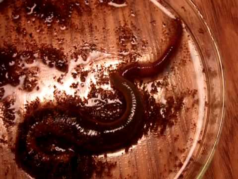 Ground leech vs earth worm - YouTube