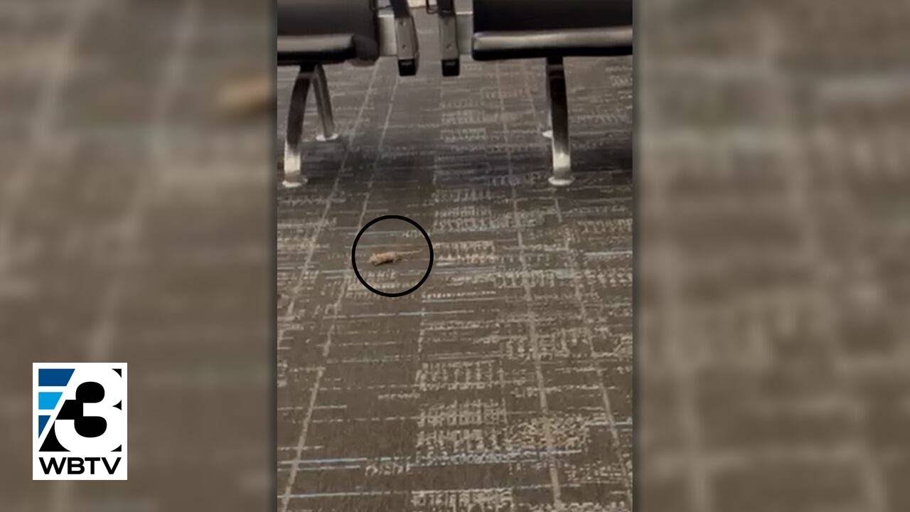 Video: Mouse Seen Scampering Around Terminal At Charlotte Airport - YouTube