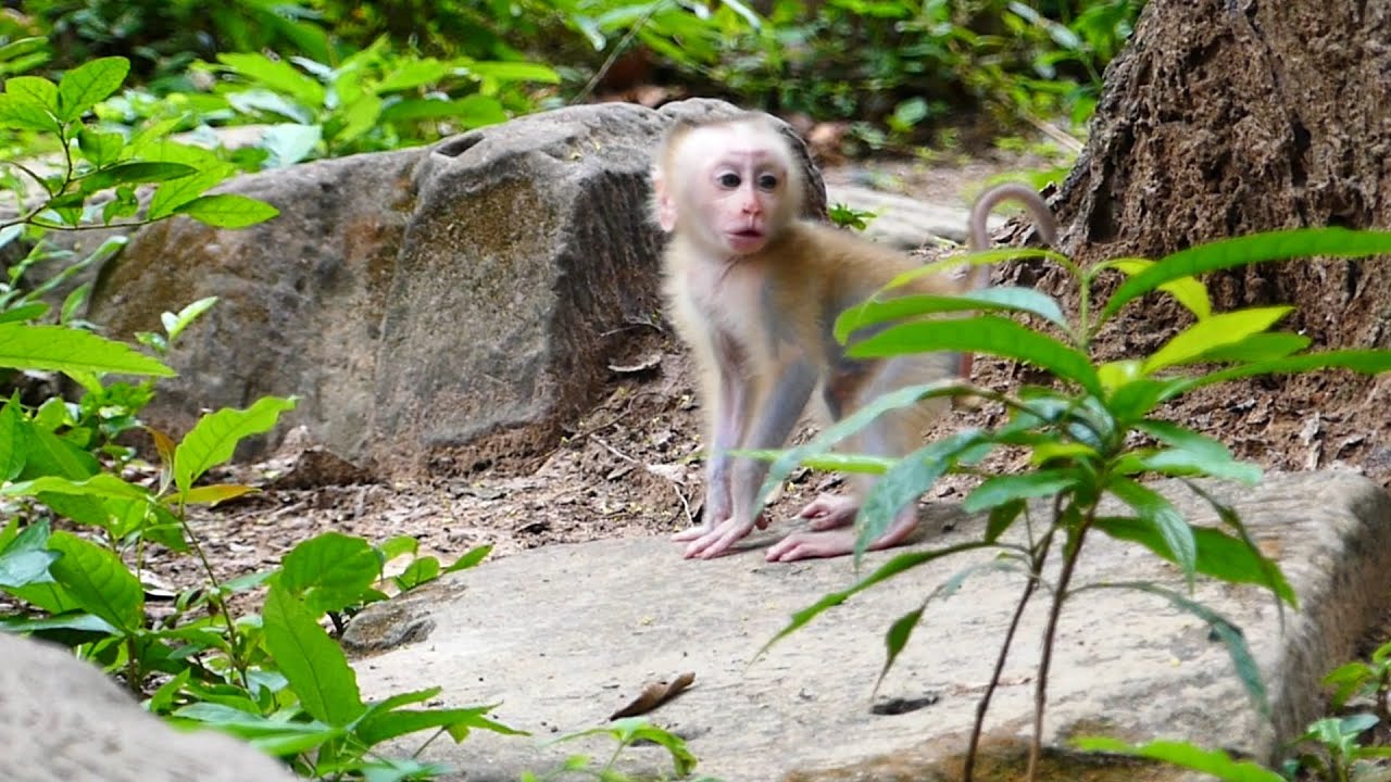 Baby Lucy c-ry super loudly sc@red big male monkey call mom for help ...