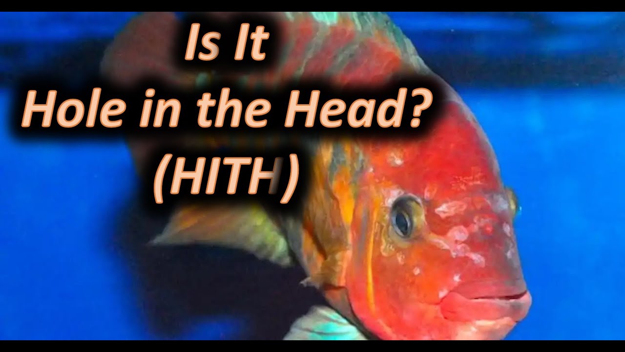 Prevent and Cure Hole in The Head Disease (HITH) - YouTube