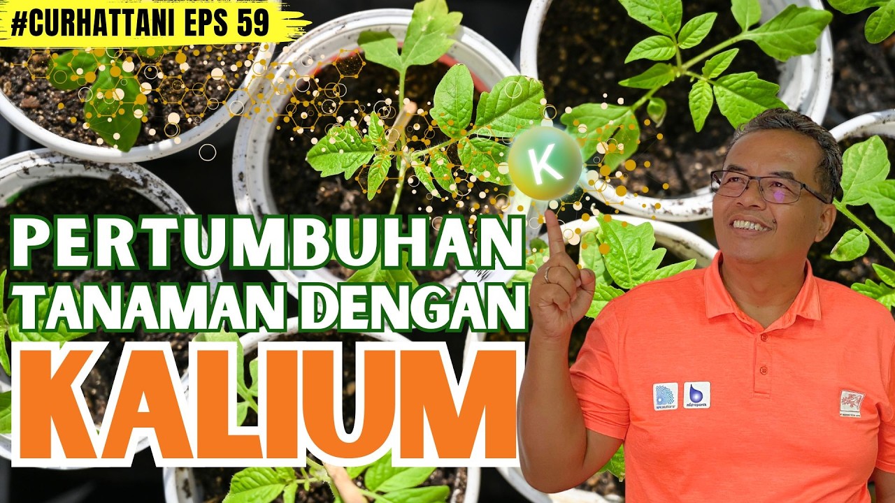 Peran Kalium Sebagai Unsur Hara Makro Bagi Tanaman | CurhatTani #59 ...
