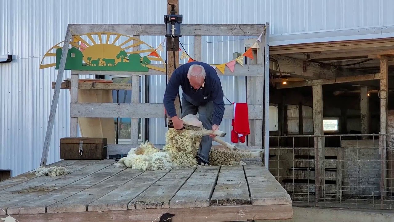 Sheep Shearing Demo by Doug Rathke - YouTube