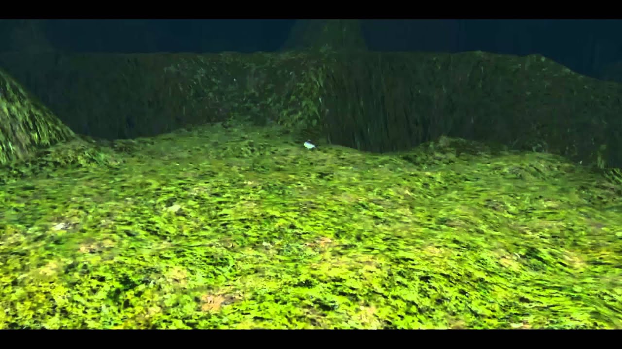 Female Bluegill Fish - YouTube