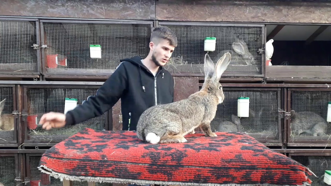 Iepuri Urias German Cosmin Nițu!😁🤝 🐰 - YouTube