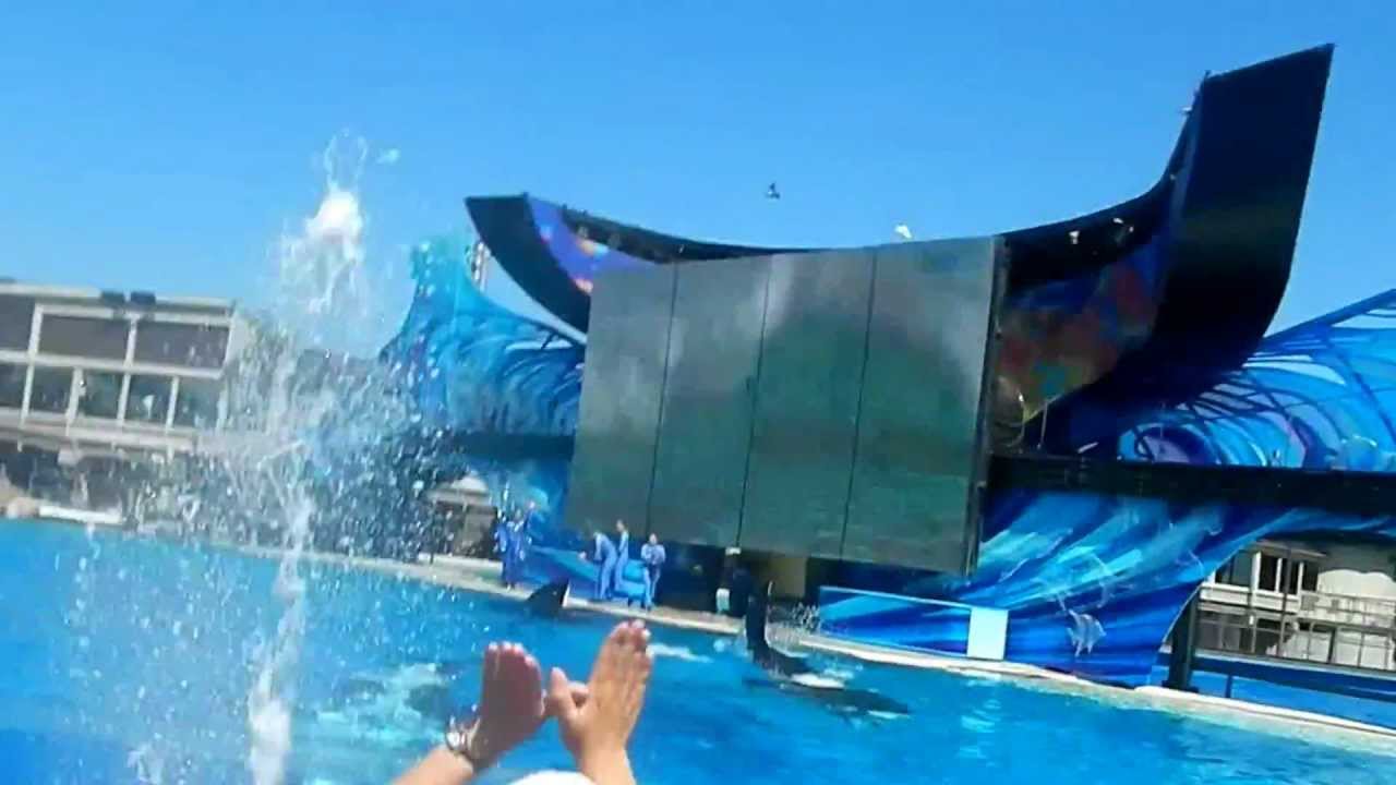 Shamu part III - splash zone - YouTube