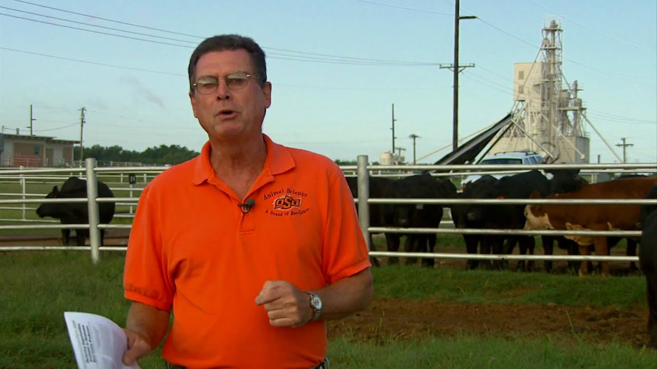 Cow-Calf Corner: Beef Production Tips - YouTube