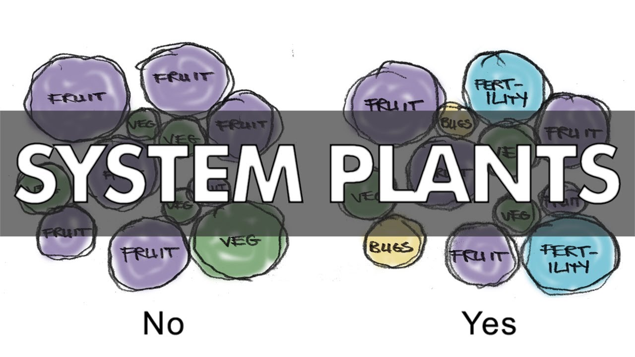 Forest Garden Design: SYSTEM PLANTS - YouTube