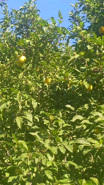 Слива желтая, крупная. Июль 2024г. Крым. - YouTube