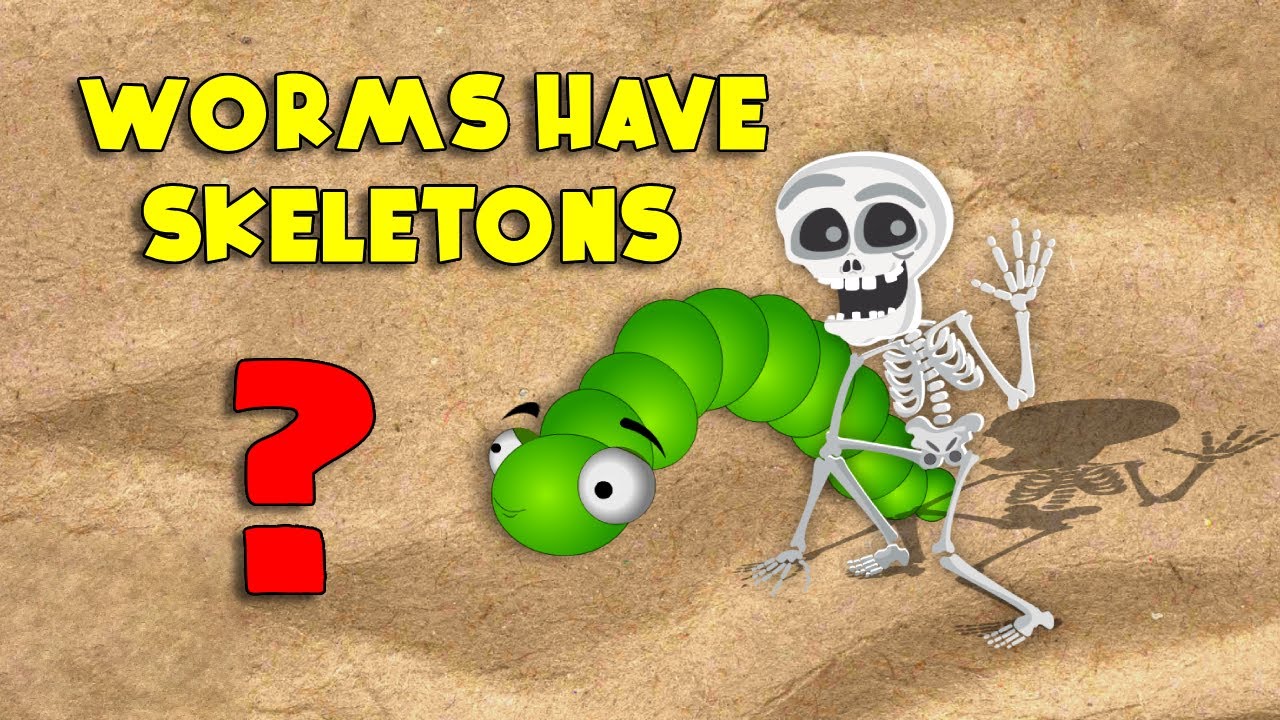 Do Worms Have Skeleton? | Educational Videos For Kids - YouTube