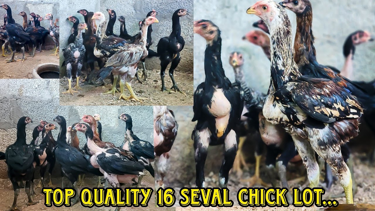 Pure Peruvedai Top Quality Seval Chick Sales - 16 chicks ,7 colours ...