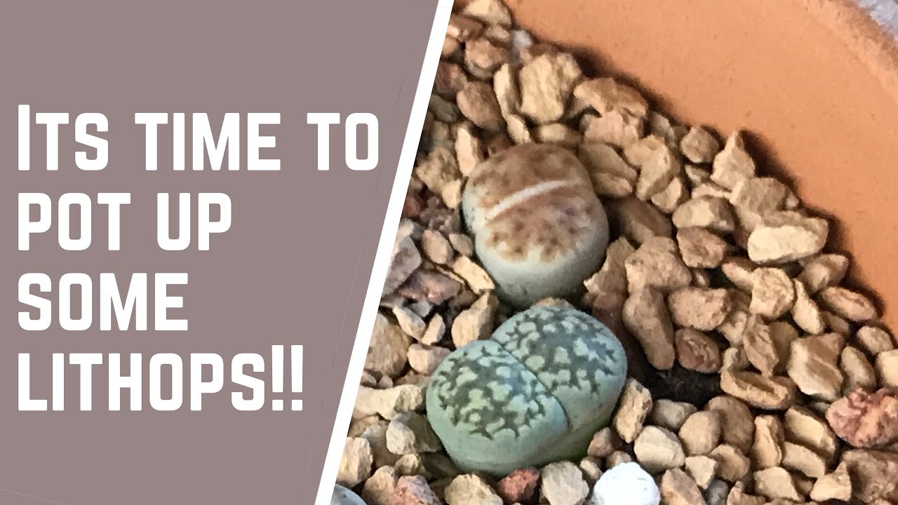 Time to Pot Up Some Lithops! - YouTube