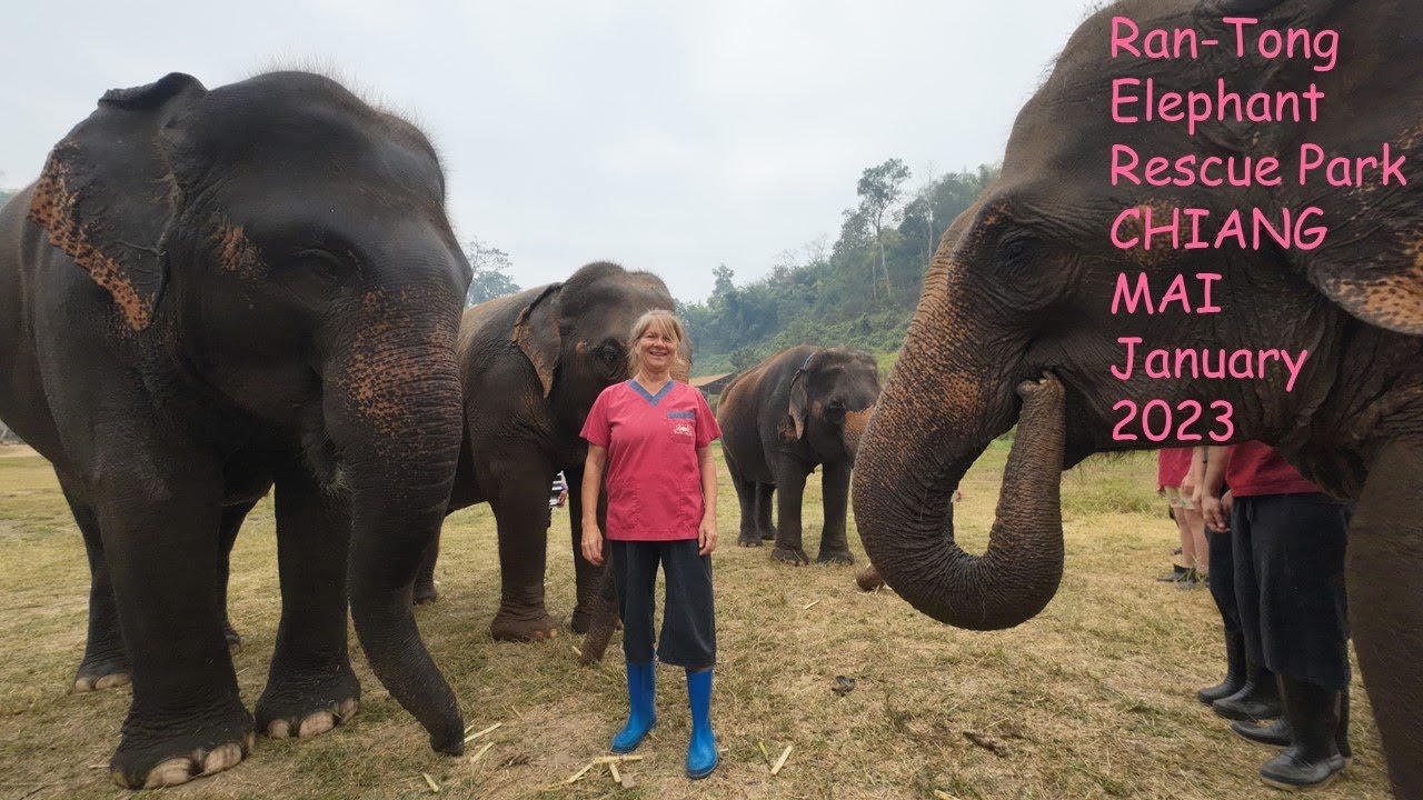 RAN-TONG ELEPHANT RESCUE PARK CHIANG MAI - YouTube