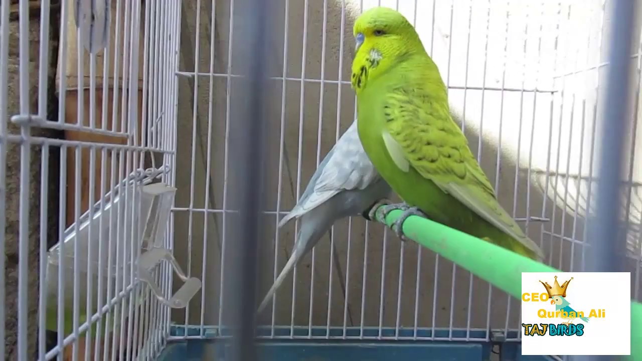 Champion Exhibition Budgie Breeder | king exhibition budgies ...
