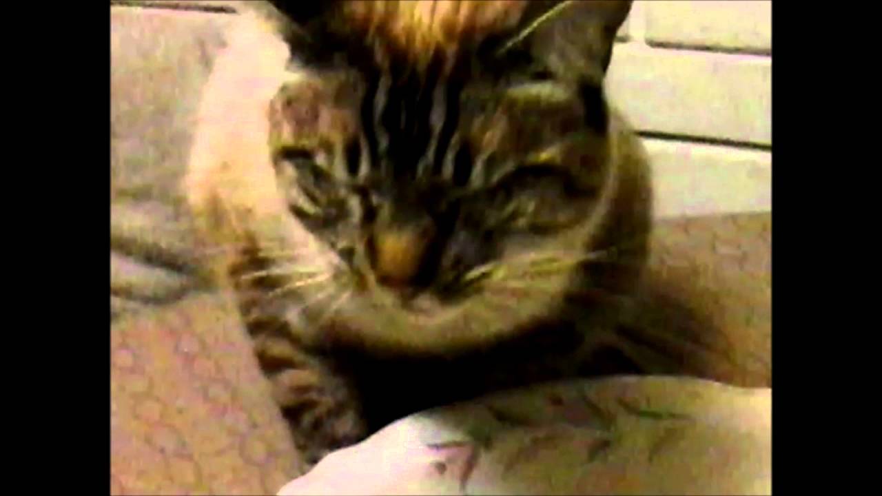 Gato comiendo palta Muy chistoso!!! - YouTube