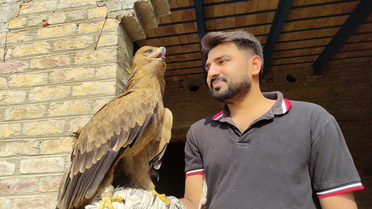 Eagle Ne Attack Kerdia 😳 Baaz Le Aye - Toheed Birds - YouTube