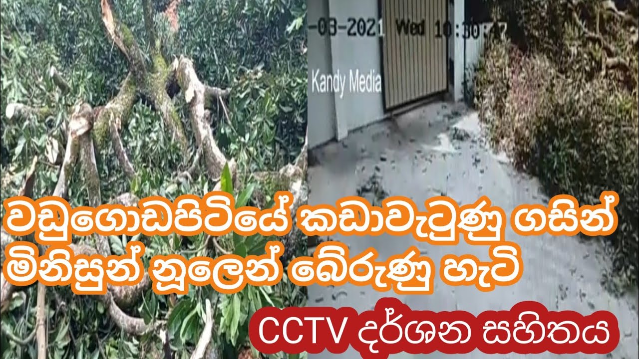 Fallen Mango Tree At Wadugodapitiya, Kandy - YouTube