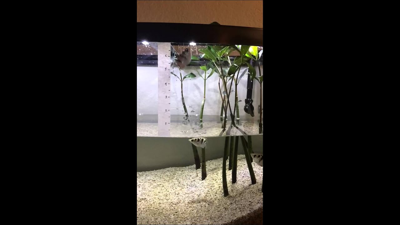 Archer Fish Jump Feed - YouTube