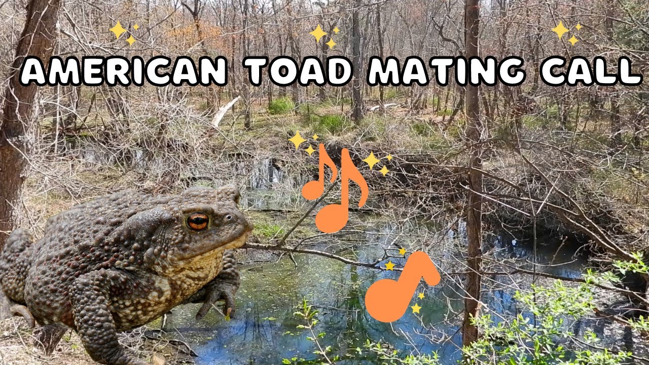 American Toad Mating Call - Anaxyrus americanus - YouTube