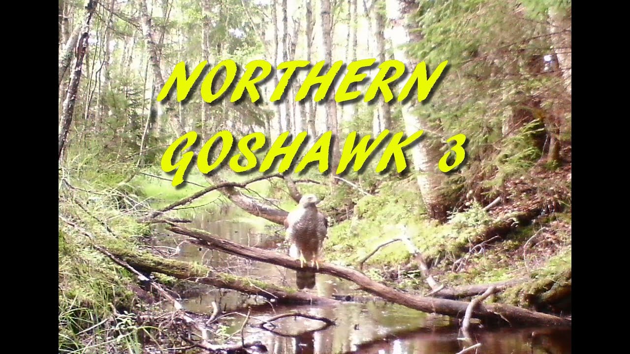 Northern goshawk 3 - YouTube