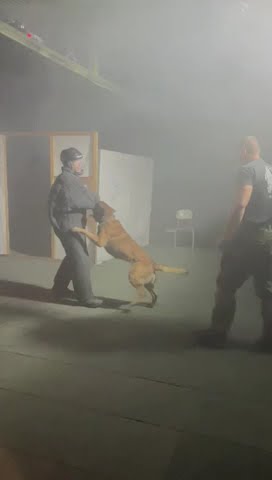 special unit dog policia Slovakia PPU Košice. Nyko ad-gur. Tréning # ...