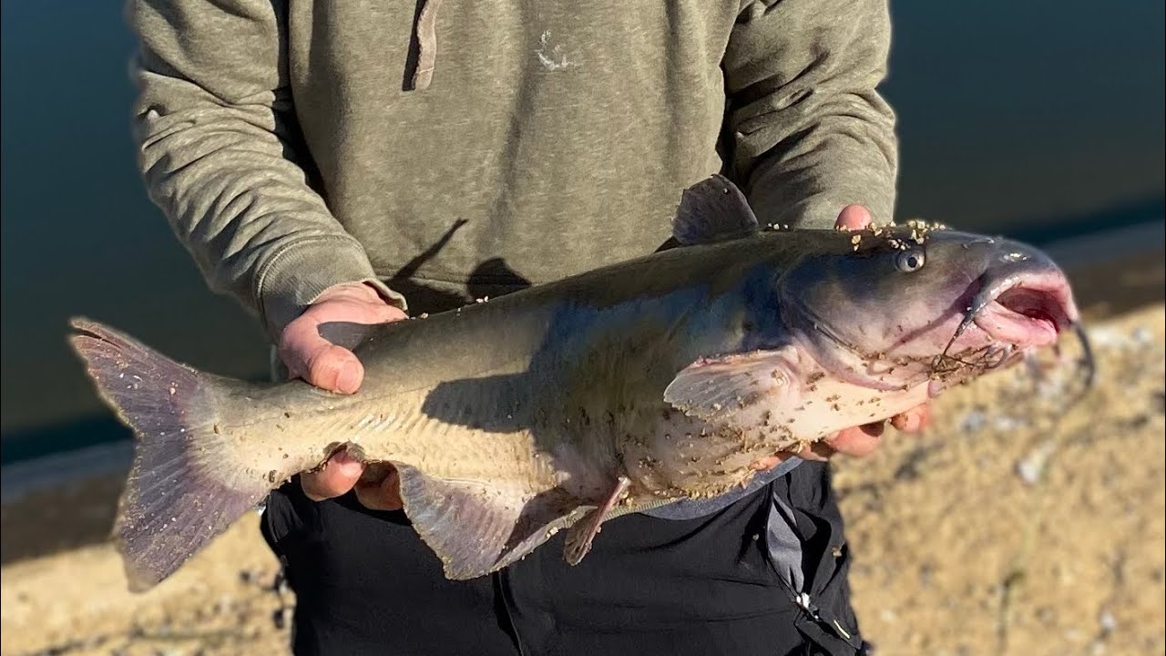 Big Cat Fish at the California Aqueduct | BIG BOY!! - YouTube