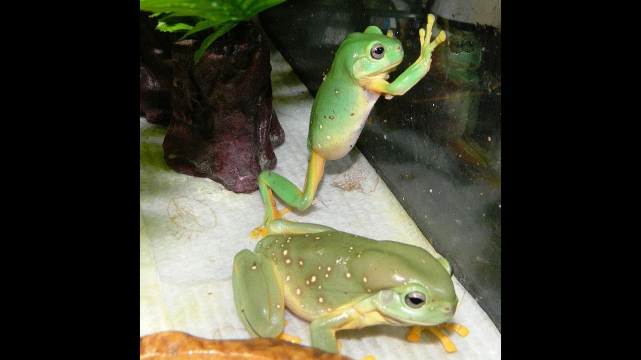 Feeding Time for Magnificent Tree Frogs - YouTube
