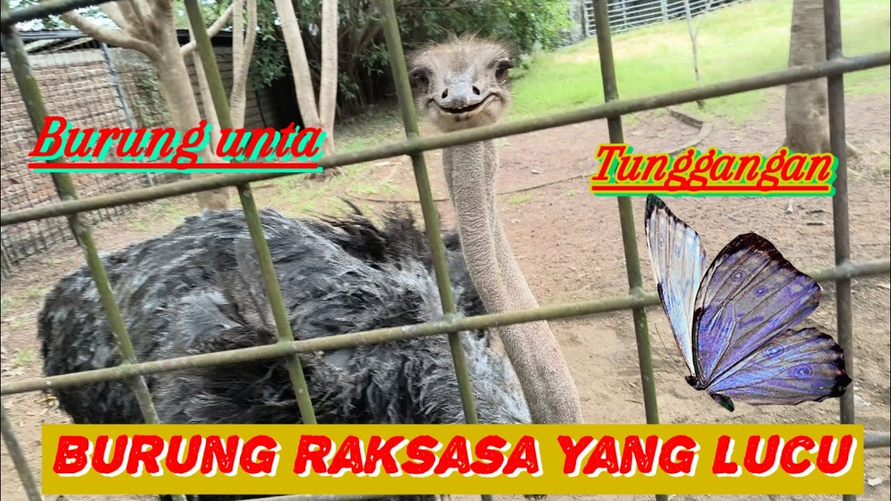 LUCU | Burung unta burung raksasa | burung besar leher panjang - YouTube