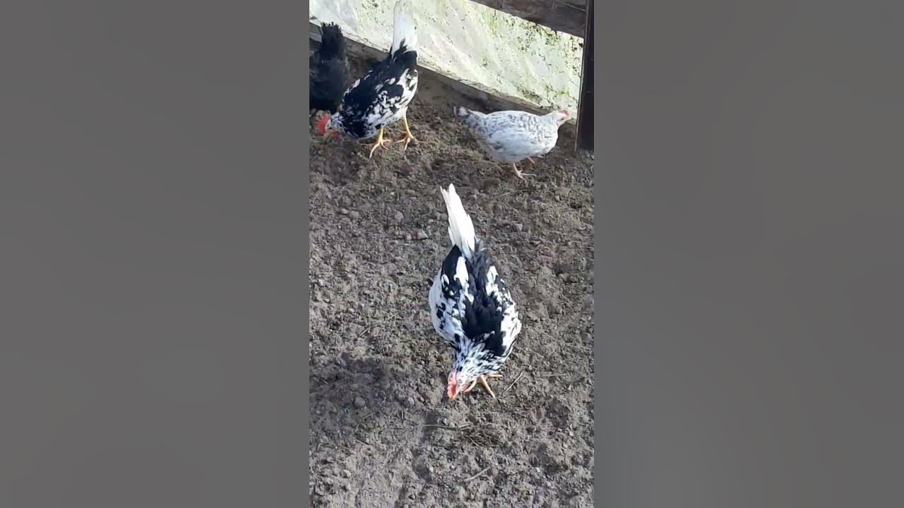 Декабрьская семейка молодняк Chick Chicken курынесушки петушки