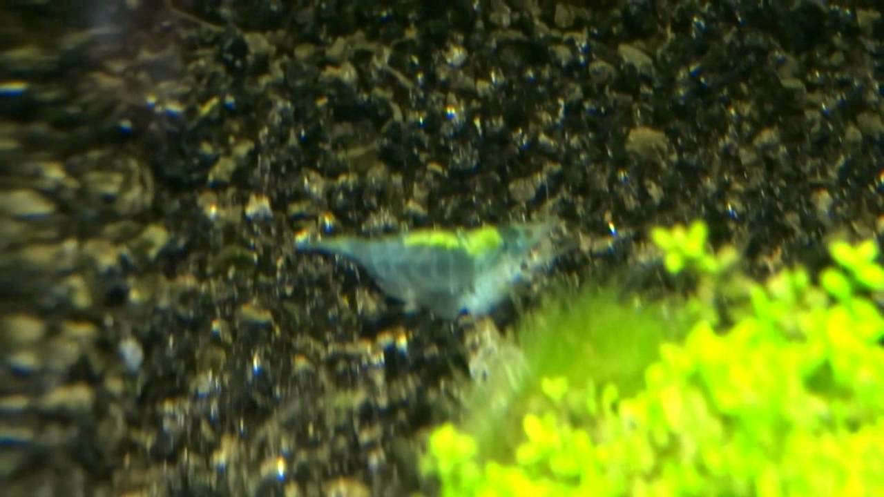 REPRODUCTION crevette Neocaridina Heteropoda davidi BLE DREAM VELVET ...