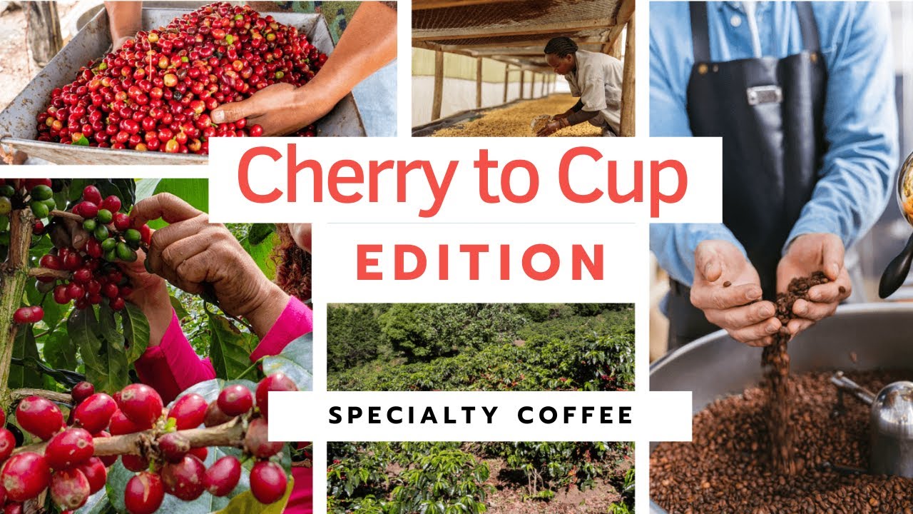 Learn about Specialty Coffee Farming from the Cherry to Cup - YouTube