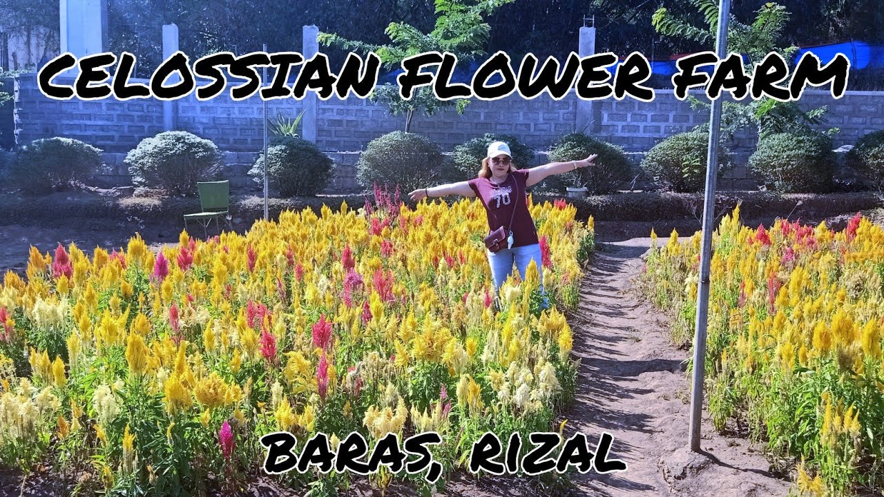 CELOSSIAN FLOWER FARM/ BARAS RIZAL/ JHO TRAVEL VLOG. - YouTube