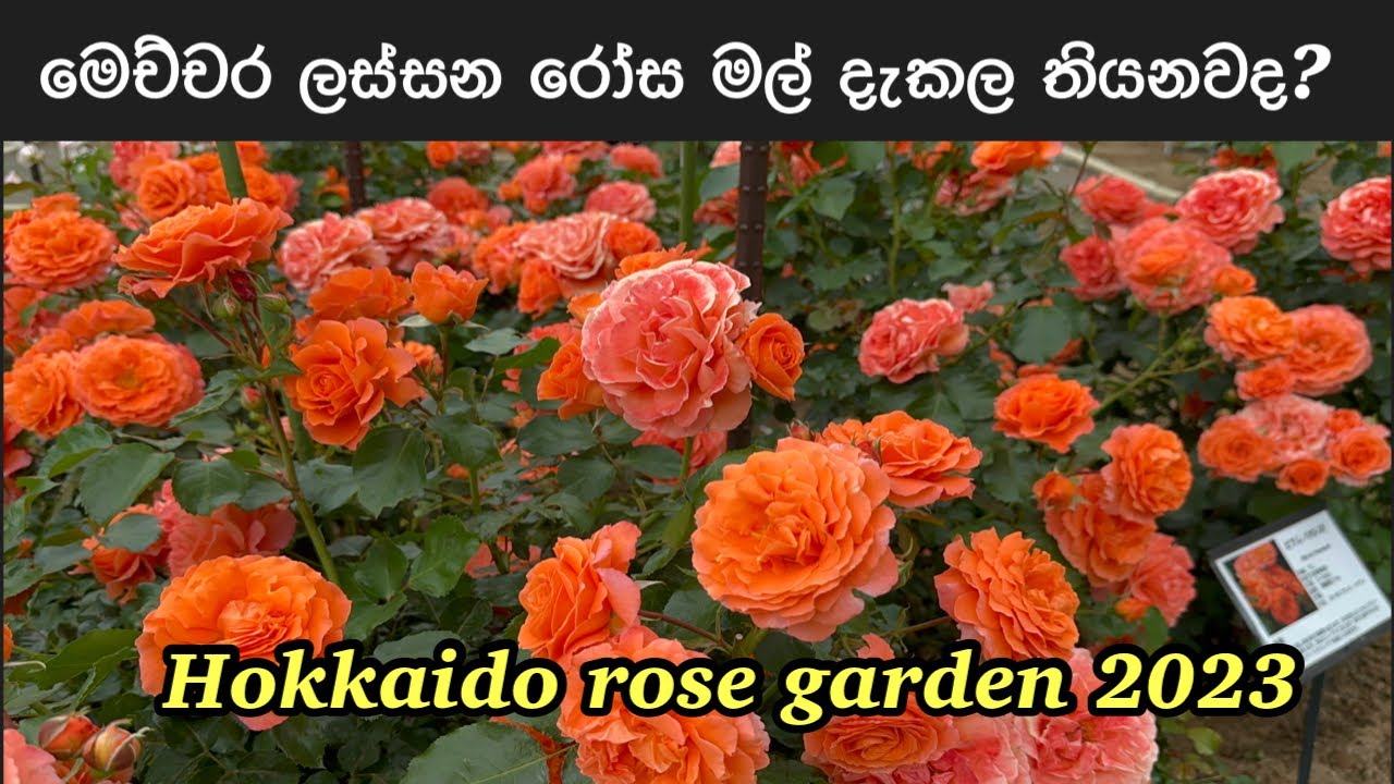 බලන්න ආස හිතෙන රෝස මල් | Hokkaido rose garden 2023 - YouTube