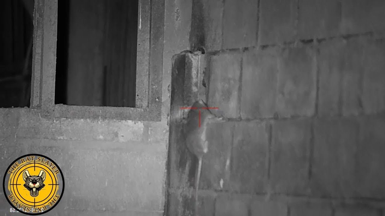 Backyard Rat Hunting | Night vision shooting | The Rat Slayer - YouTube