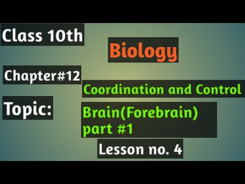 Class 10th Biology || Chapter 12 Coordination and Control || Topic ...