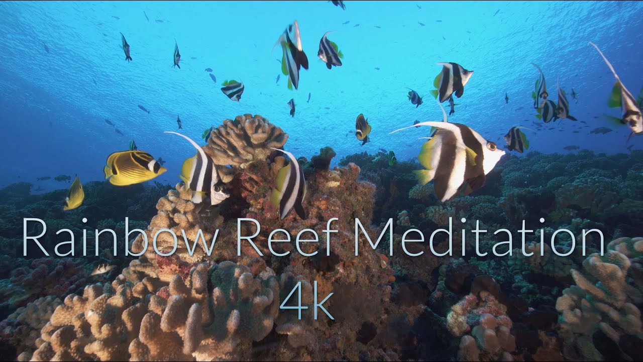 Rainbow Reef Meditation - Relaxing Music, Inspiring Quotes + Amazing 4k ...