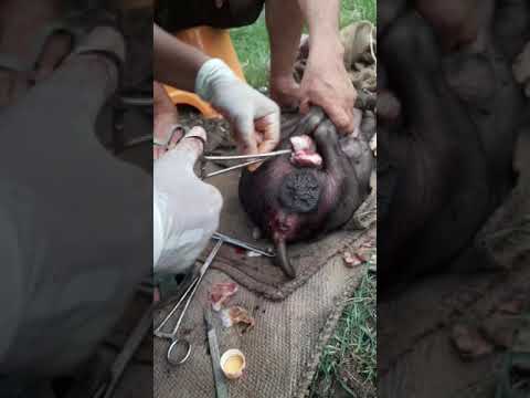 #open method castration #pig #castration #viralvideo #pig Farm #vet - YouTube
