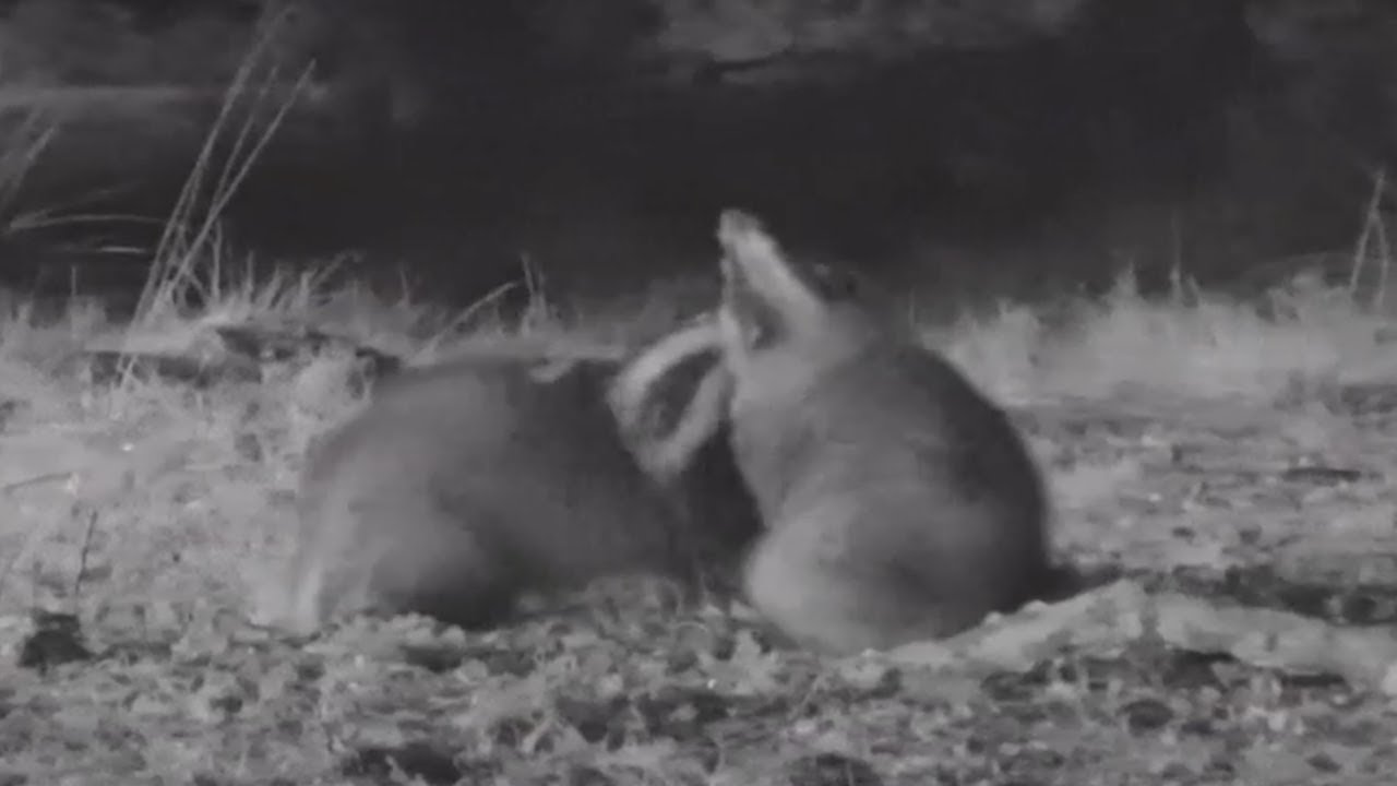Badgers playfighting gets aggressive - YouTube