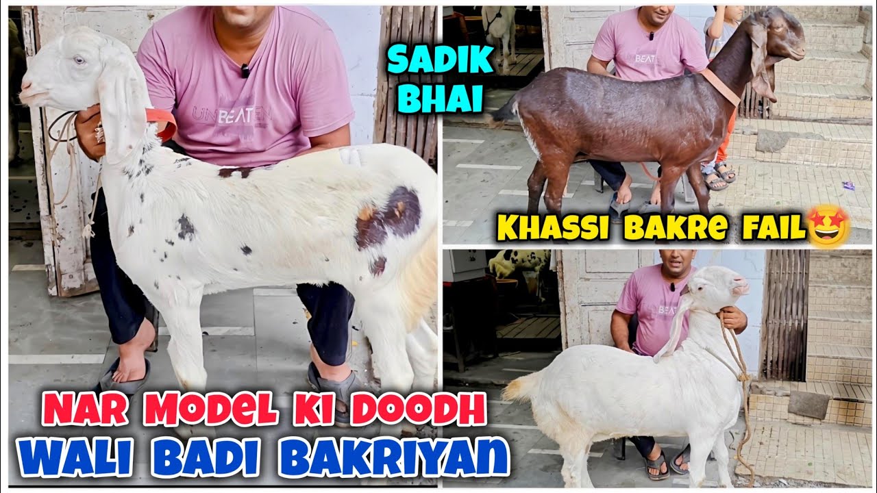 Sirf 13000 Onwards Top Quality Doodh Wali Badi Bakriyan At Sadik Bhai ...