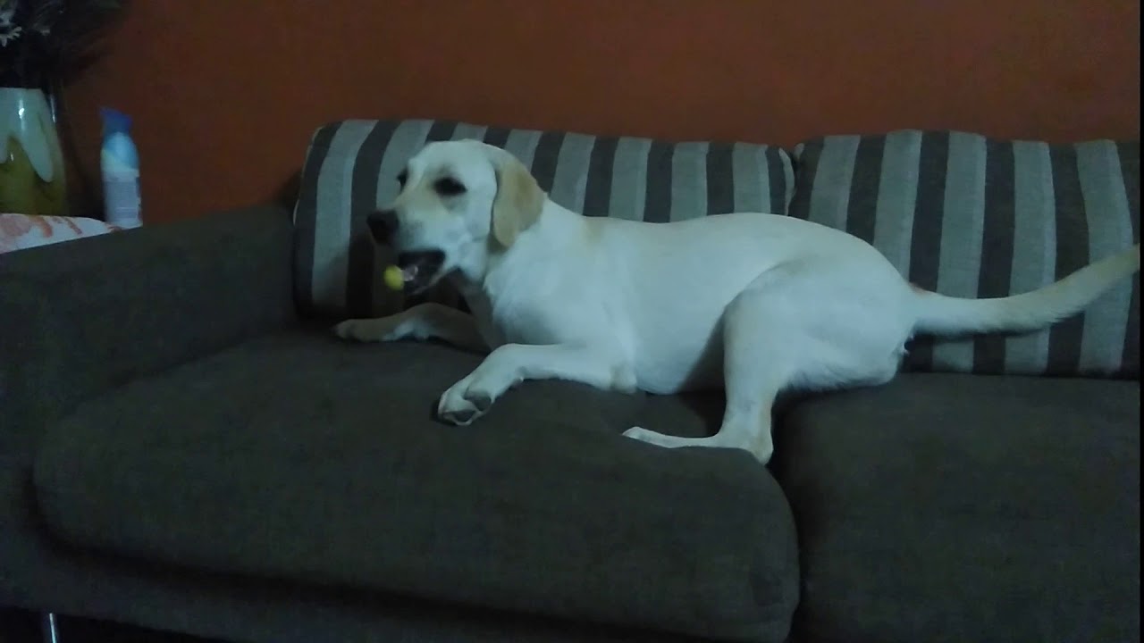 Labrador's reaction after tasting lemon - YouTube