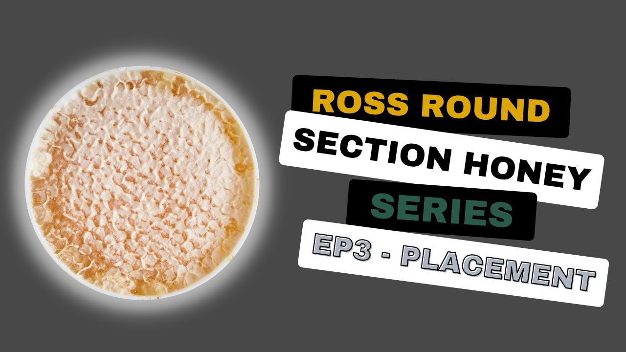 Ep 3 Ross Rounds - Adding To Hive - YouTube