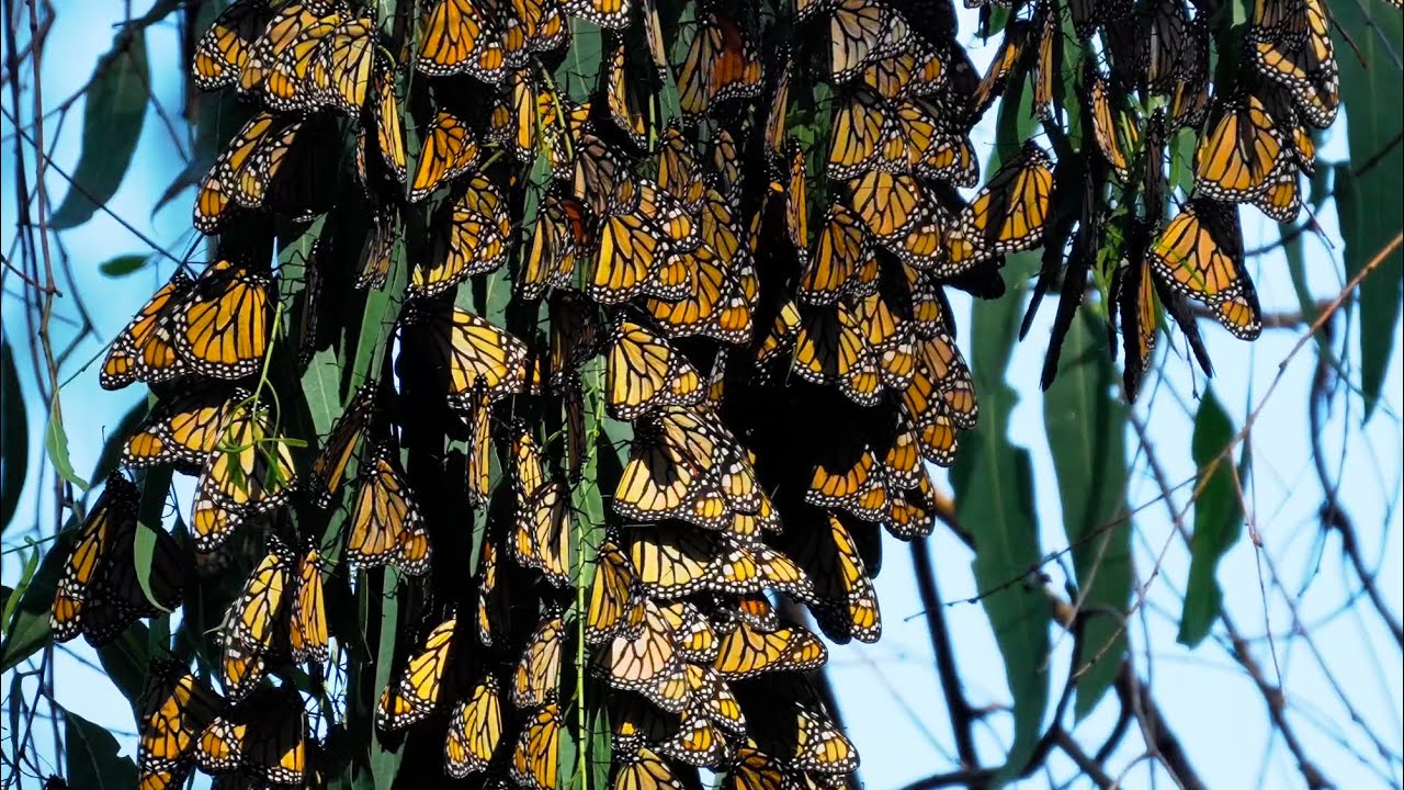 Monarch Magic: The Mesmerizing Moment When Clusters Take Flight! - YouTube